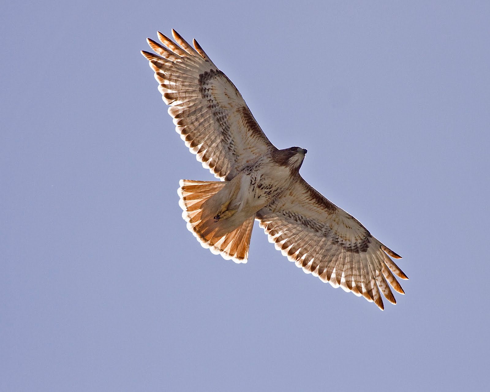 Shadow of the Hawk | Roger's Library